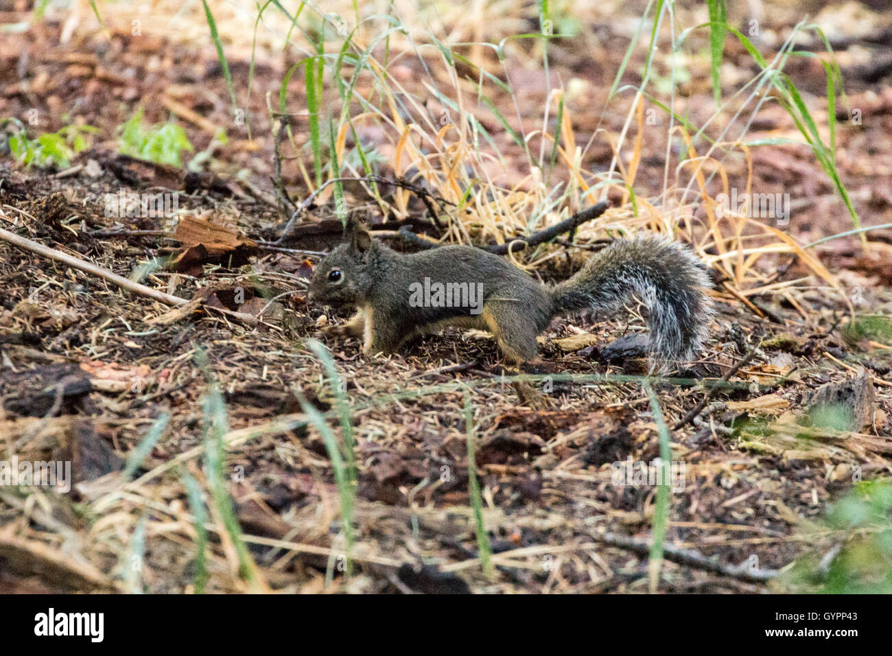 Western Grey Squirrel Stock Photo - Alamy