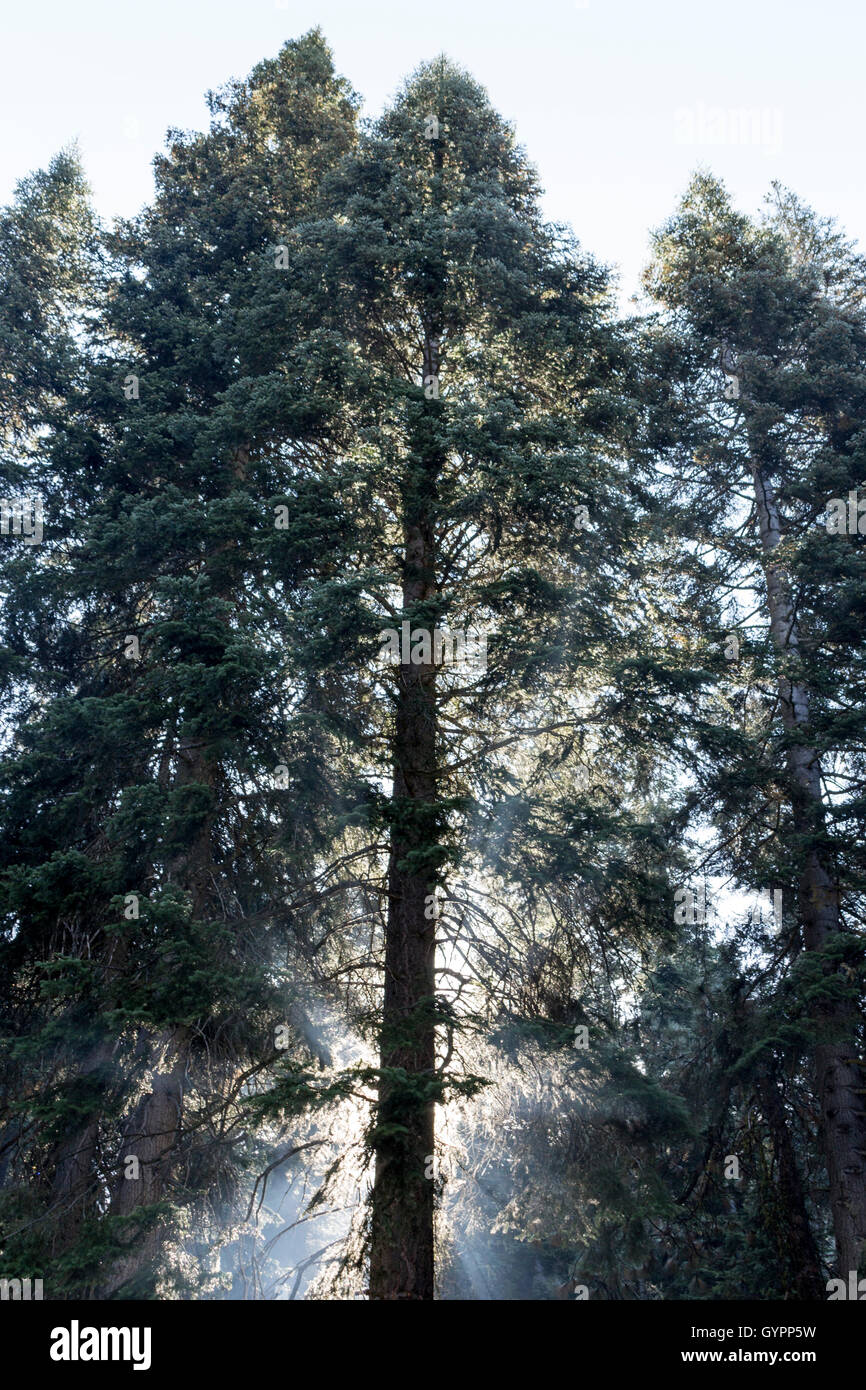 Sunlight Shining Behind Pine Tree in the Forest Stock Photo - Alamy