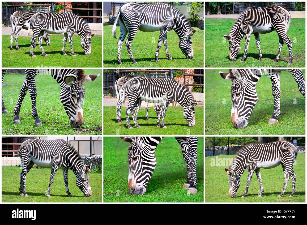 Zebra zoo hi-res stock photography and images - Alamy