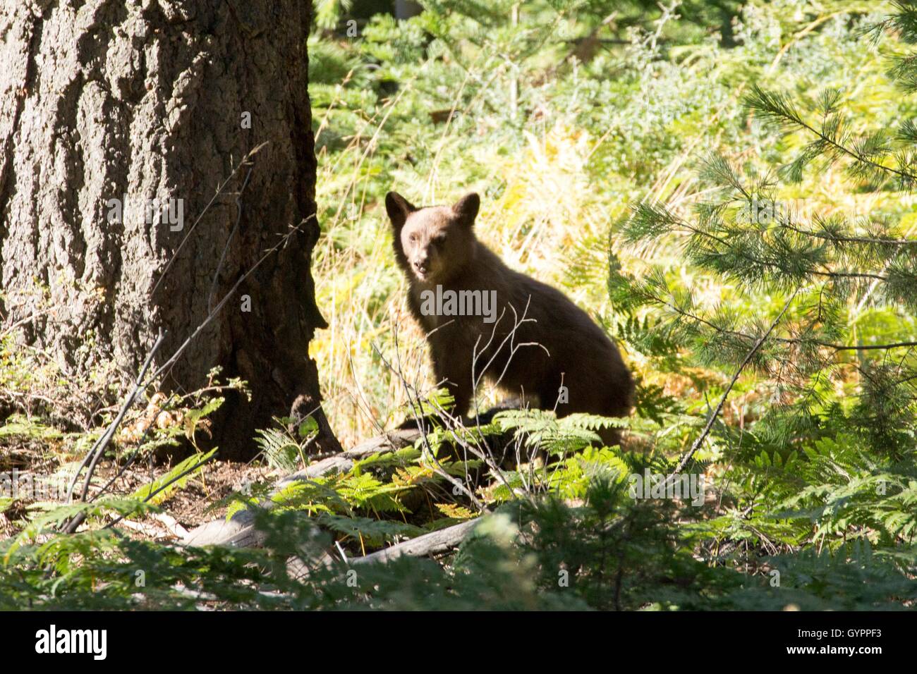 Baby Bear in the Woods Stock Photo - Alamy