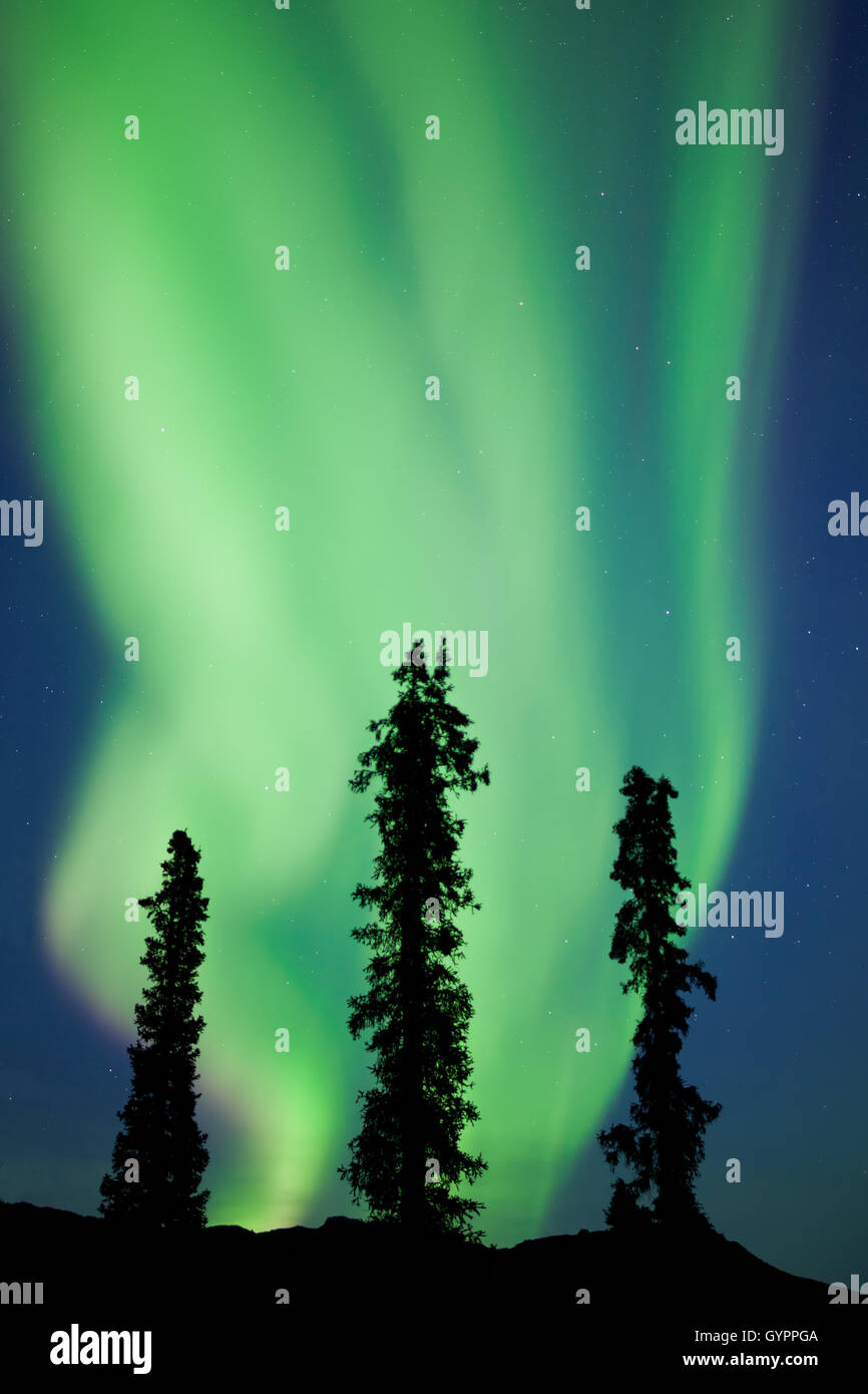 Yukon taiga spruce Northern Lights Aurora borealis Stock Photo - Alamy