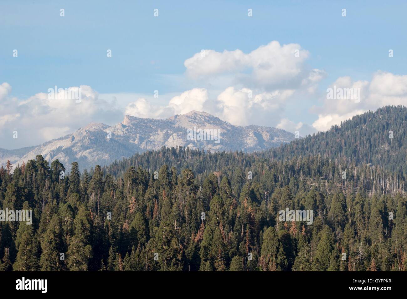 Wide View of Mountains and Trees Stock Photo - Alamy