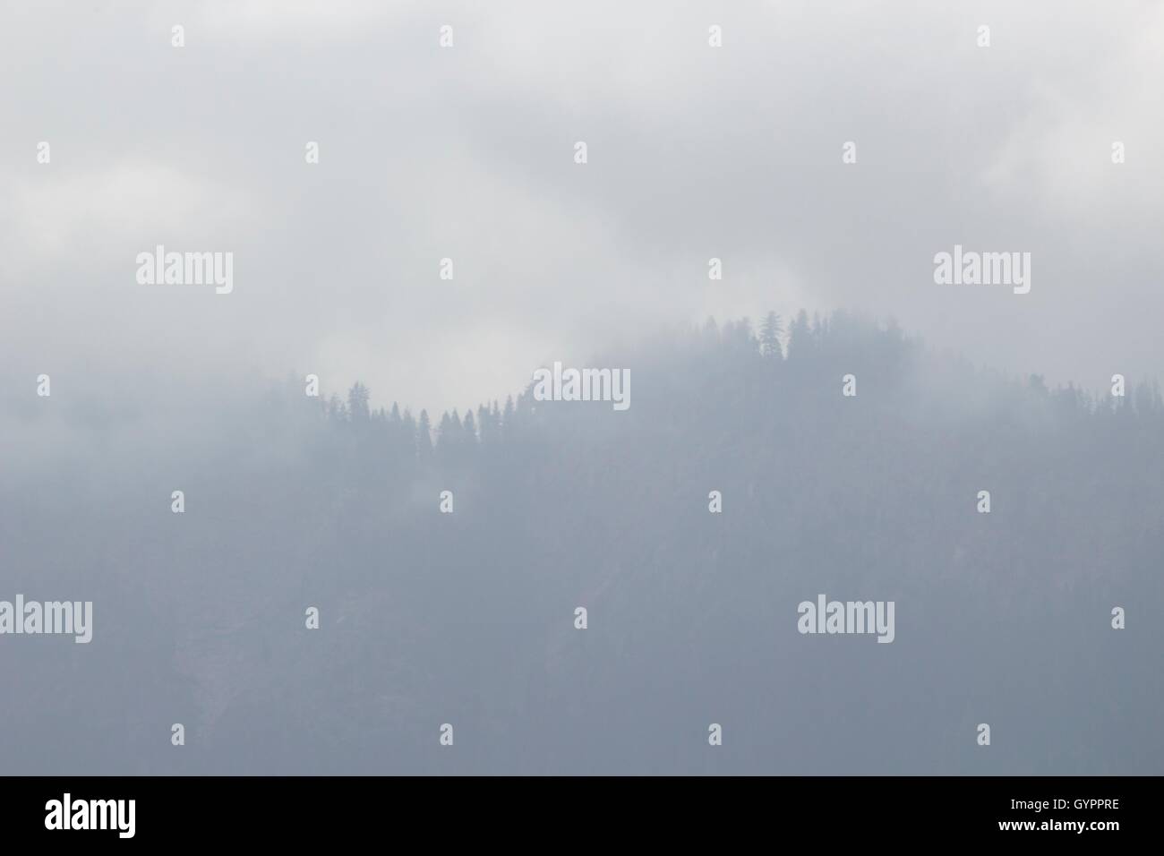 Pine Trees on Ridge in Heavy Cloud Cover Stock Photo - Alamy