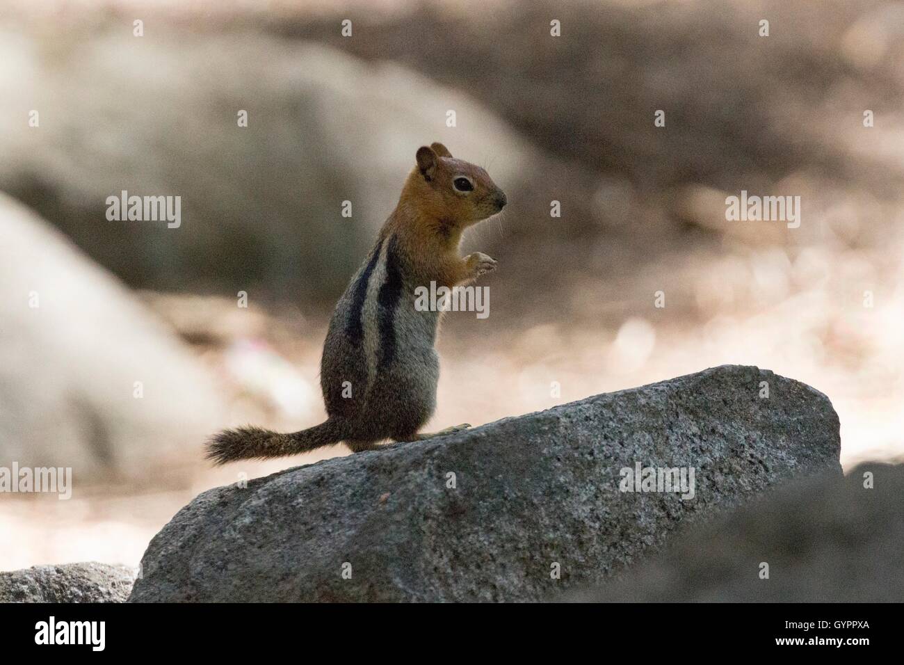 Lodgepole Chipmunk on a boulder Stock Photo - Alamy