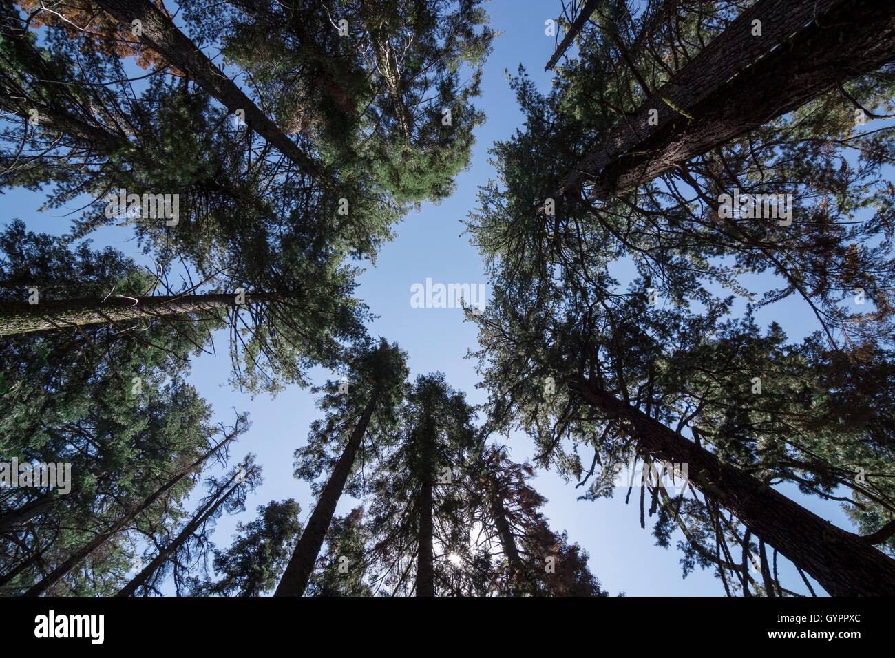 Pine tree tops hi-res stock photography and images - Alamy