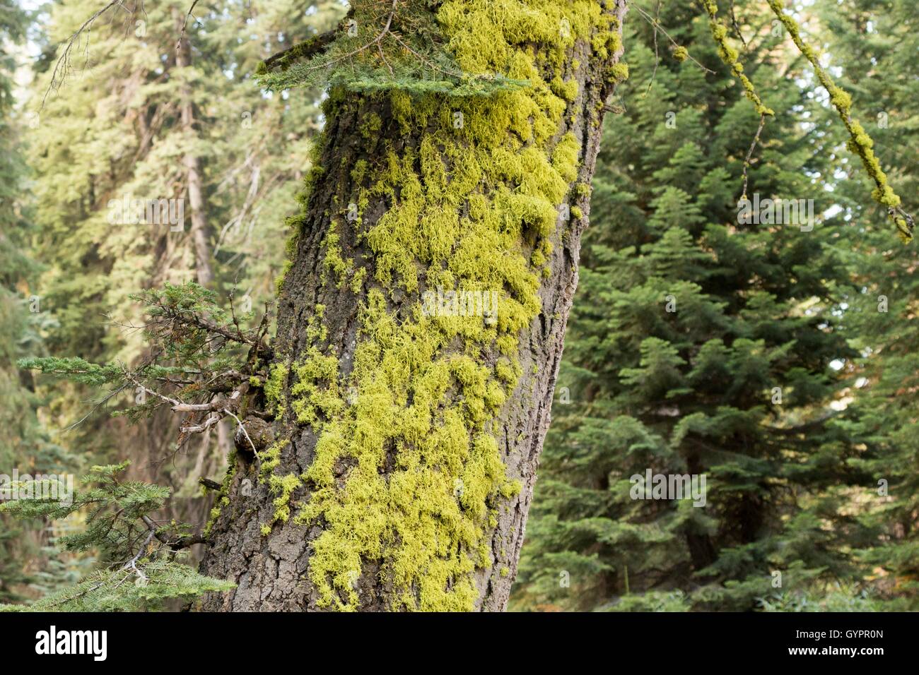 Close up of green moss on a pine tree Stock Photo - Alamy