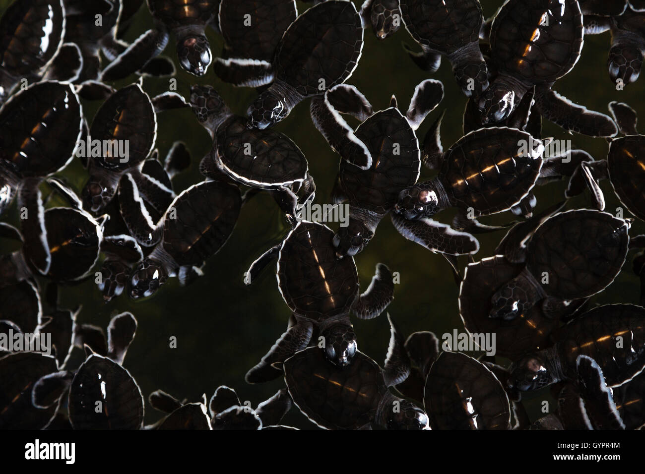 Cute baby sea turtle swimming hi-res stock photography and images - Alamy