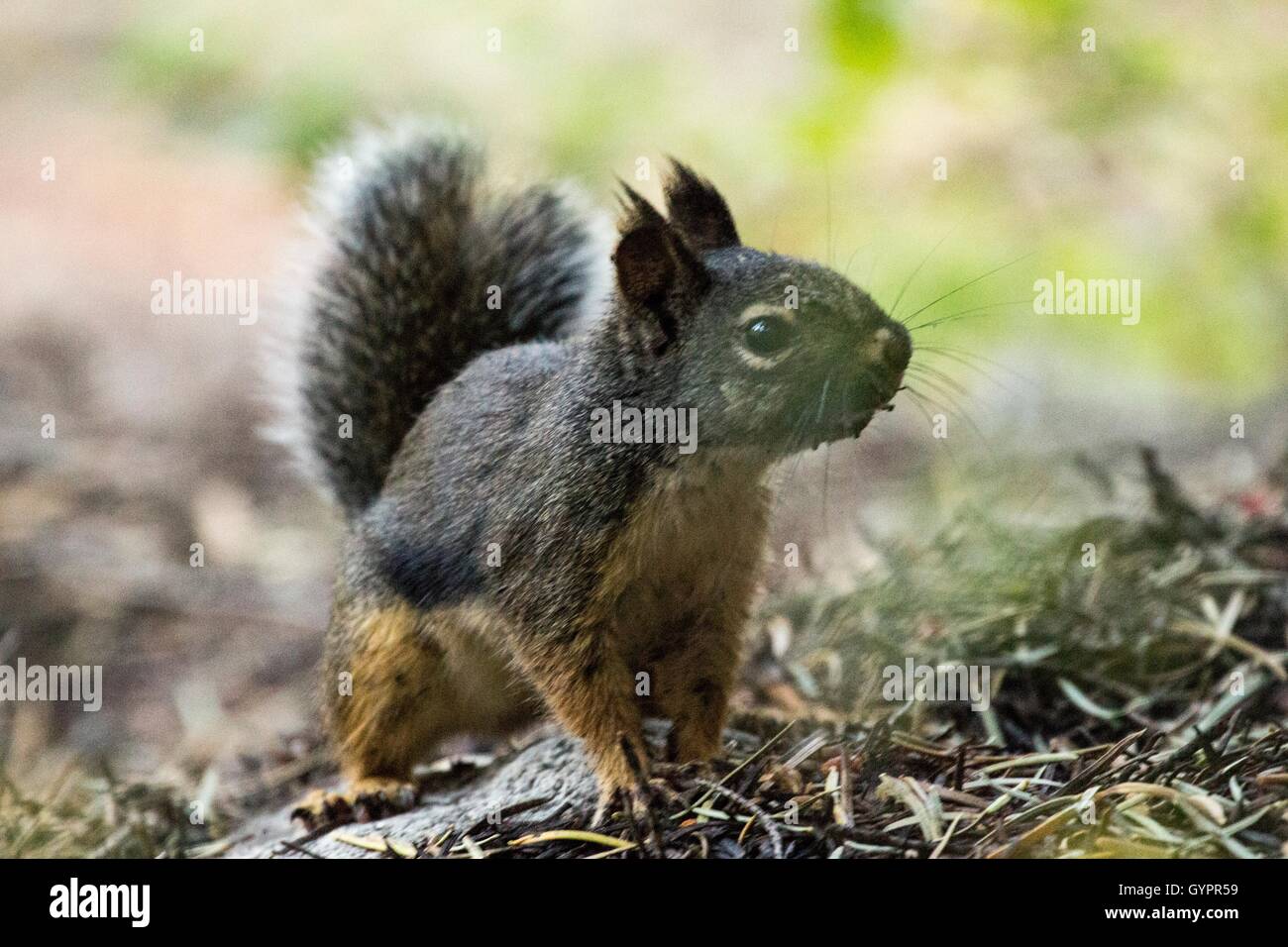 Western grey squirrel hi-res stock photography and images - Alamy