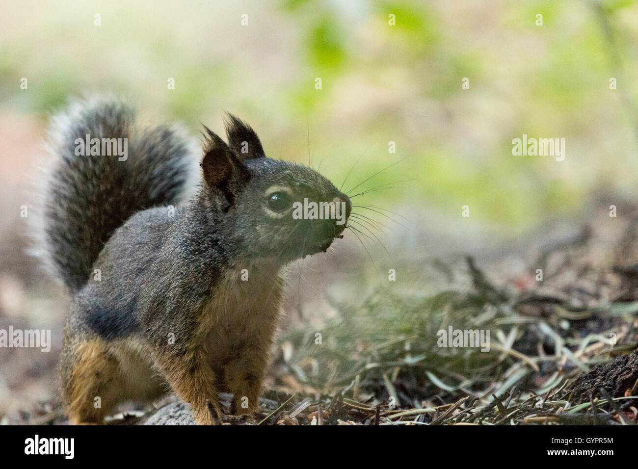 Closeup of Western Grey Squirrel on Forest Floor Stock Photo - Alamy
