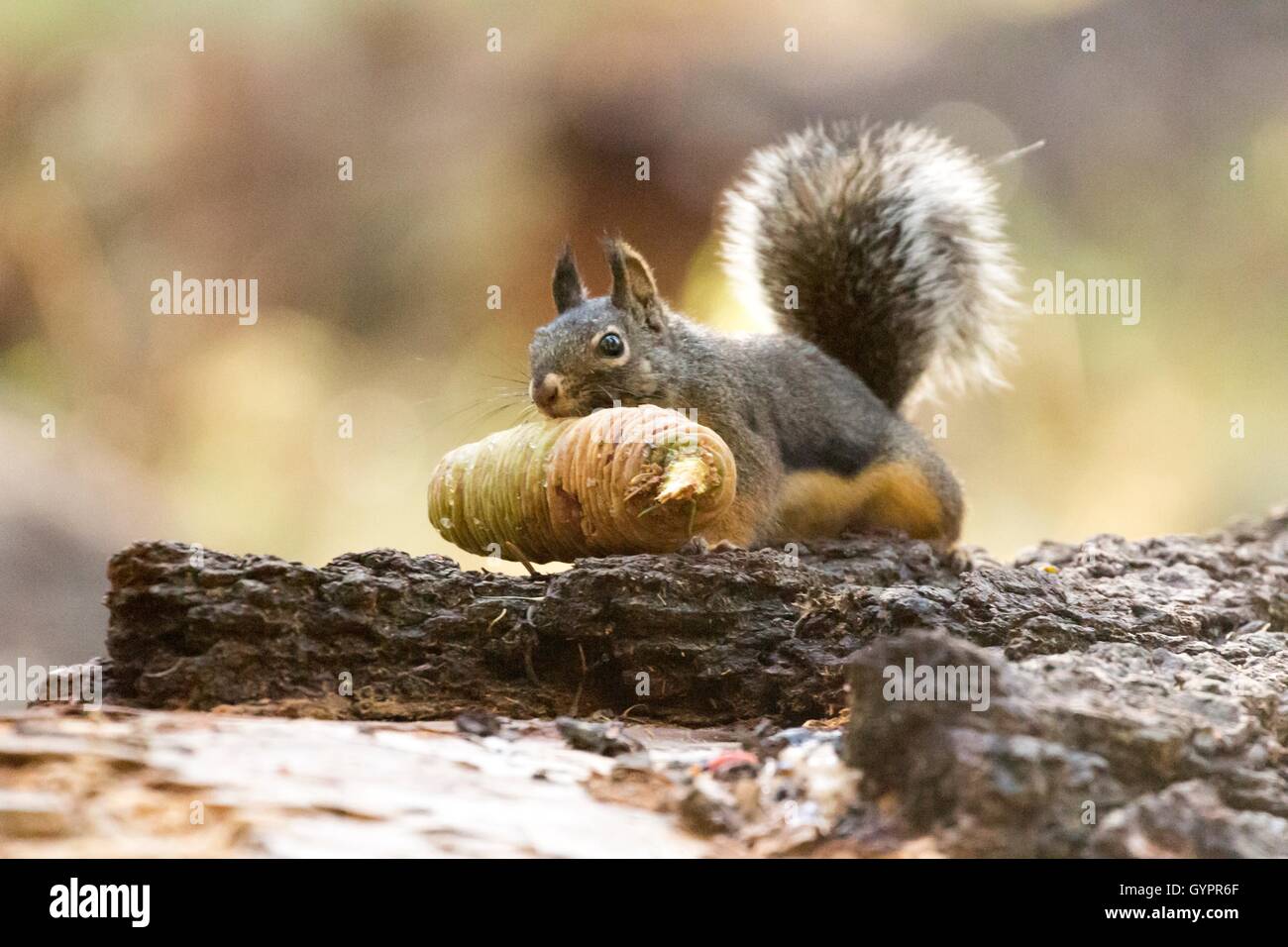 Western grey squirrel hi-res stock photography and images - Alamy
