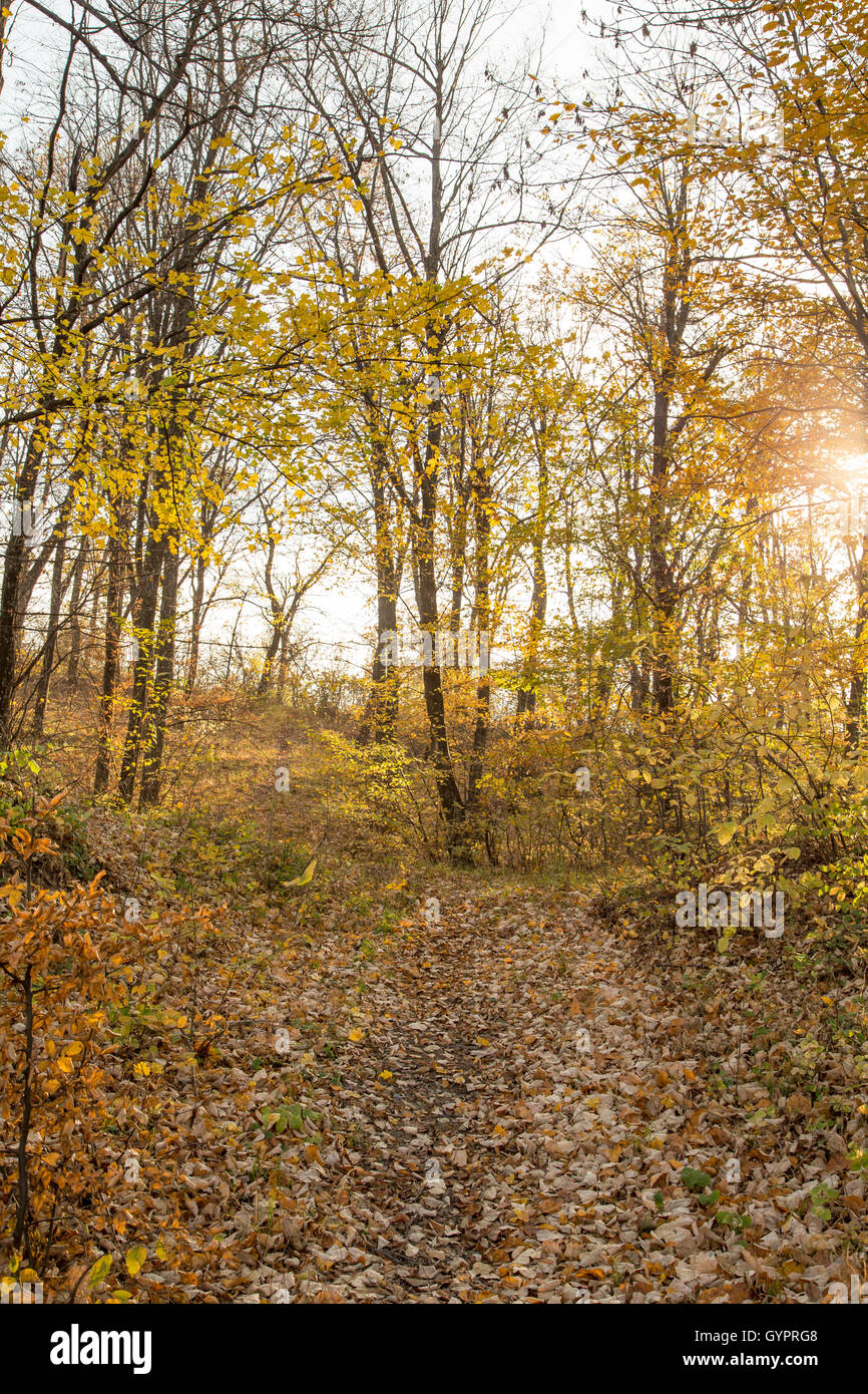 Close up of autumn forest Stock Photo - Alamy
