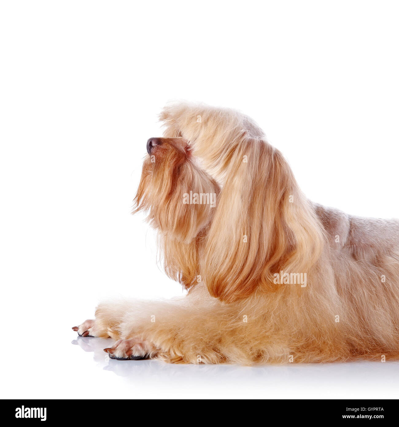 Beige fur Cut Out Stock Images & Pictures - Alamy