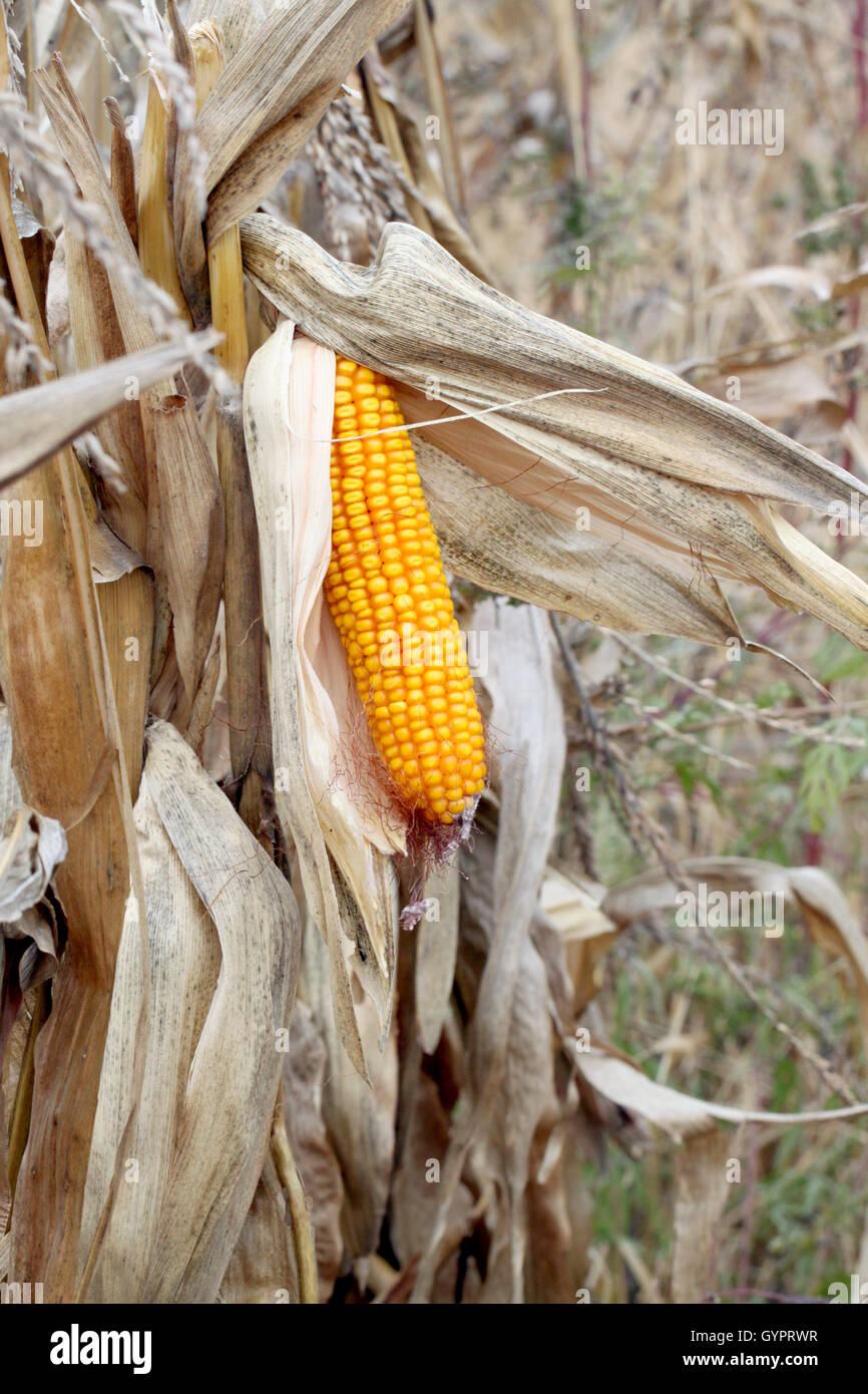 Corn field at harvest time Stock Photo - Alamy