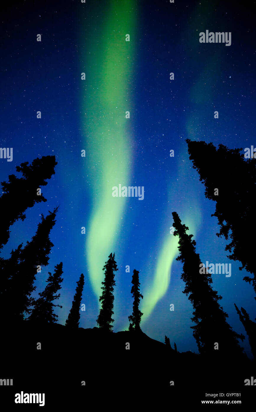 Yukon taiga spruce Northern Lights Aurora borealis Stock Photo - Alamy