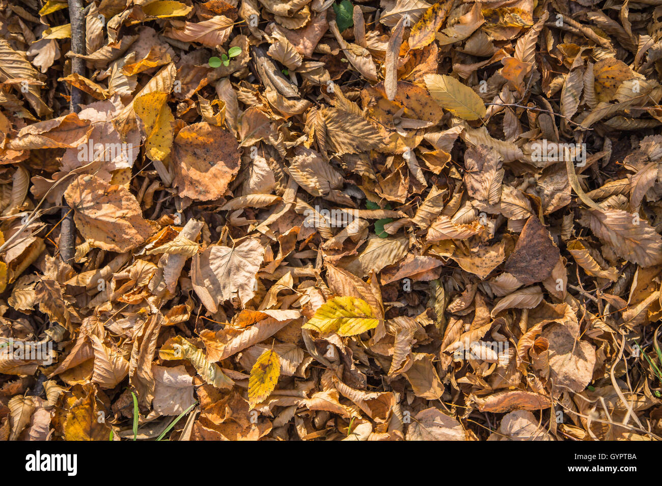 Yellow and dried out autumn leaves Stock Photo - Alamy