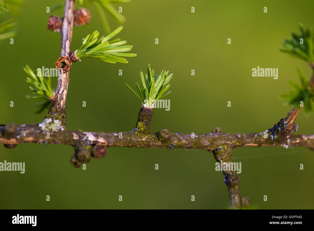 Relaxing larch greenery: closeup of European larch Stock Photo - Alamy