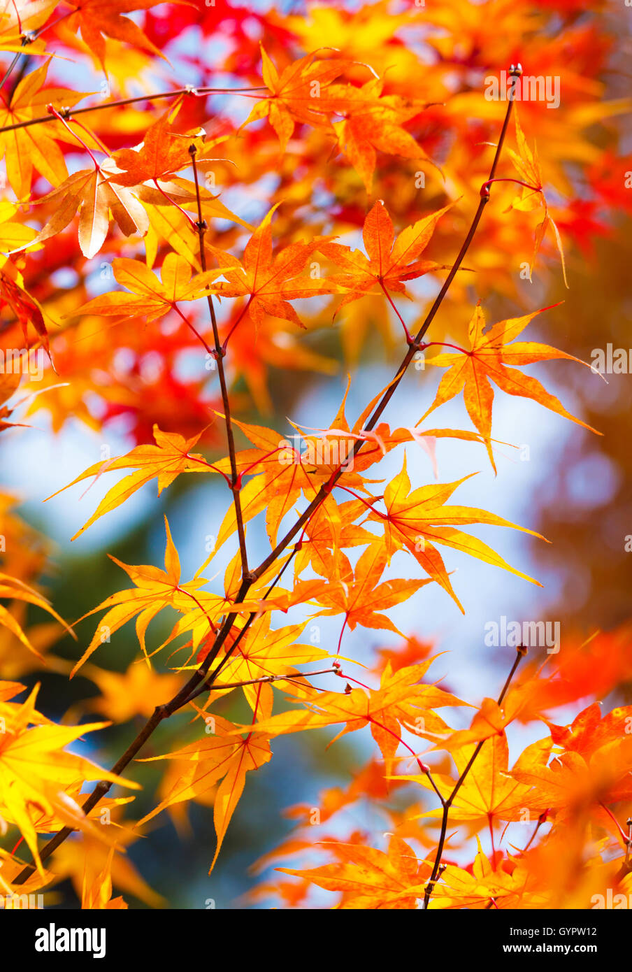 Color changing maple leave in autumn Stock Photo - Alamy