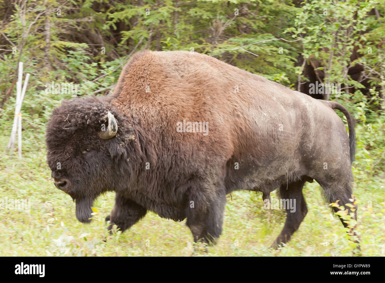 Male wood buffalo Bison bison athabascae walking Stock Photo - Alamy