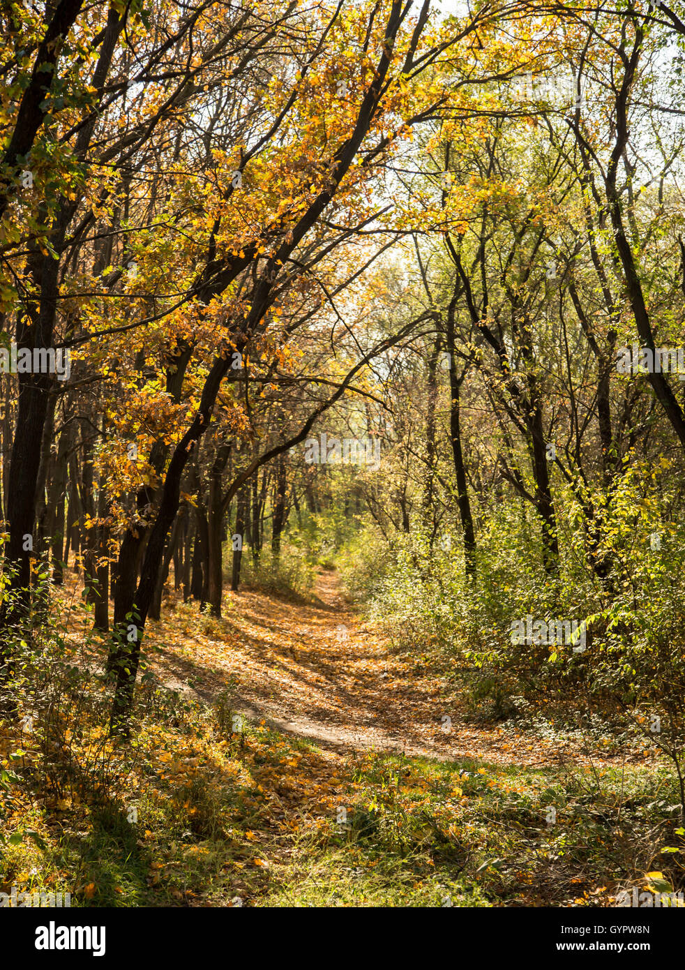 Pathway in the autumn forest Stock Photo - Alamy