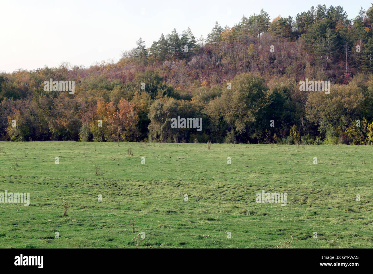 Beautiful green field in a forest Stock Photo - Alamy