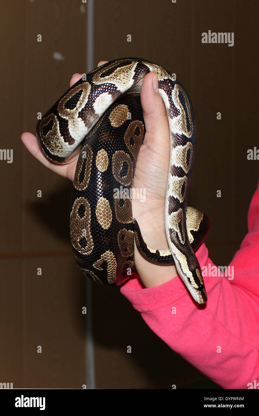dwarf and royal python python regius sitting on his hands during the ...