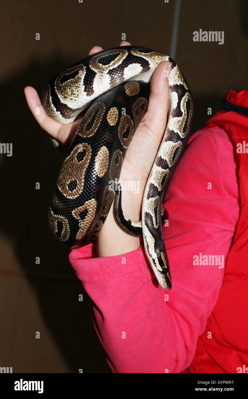 Dwarf python hi-res stock photography and images - Alamy