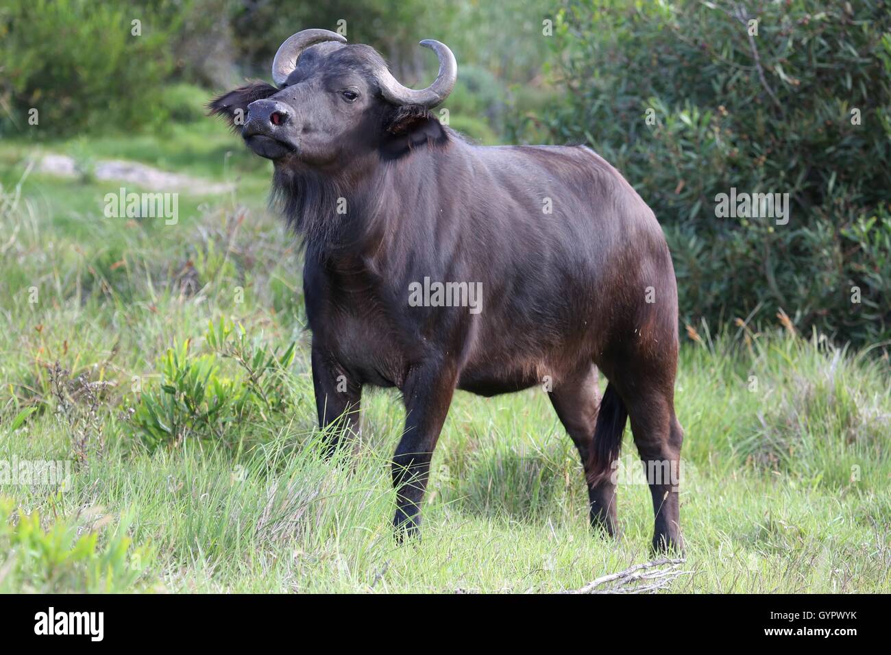 Buffalo stance hi-res stock photography and images - Alamy