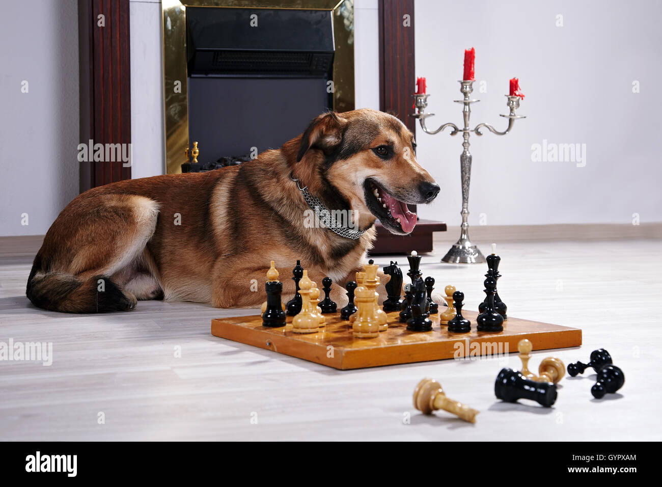 Dog and chess against a fireplace Stock Photo - Alamy
