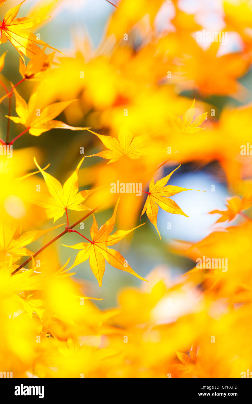 Yellow maple in autumn Stock Photo - Alamy
