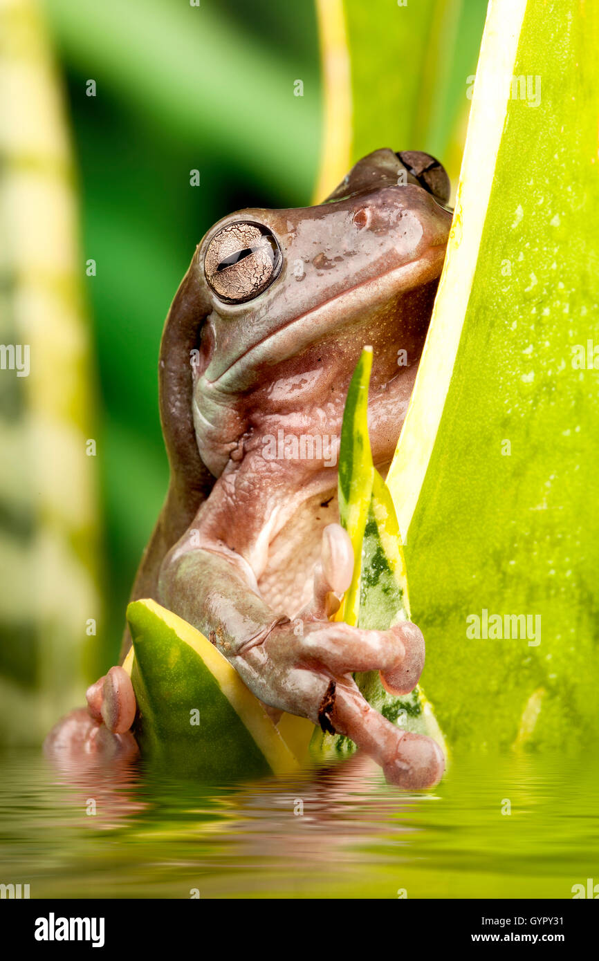 Small frog on a plant Stock Photo - Alamy