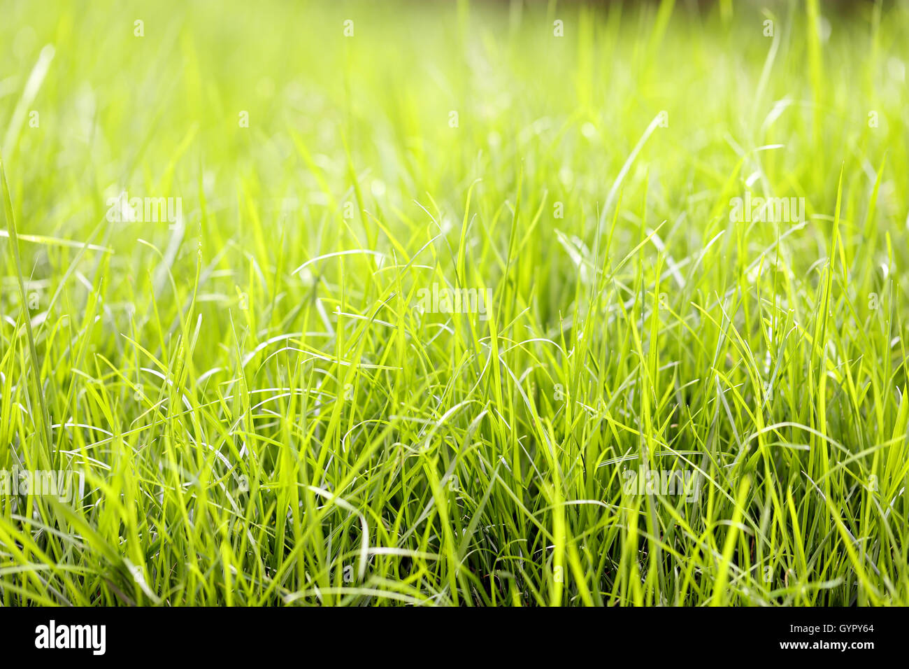 Grass background closeup photo Stock Photo - Alamy