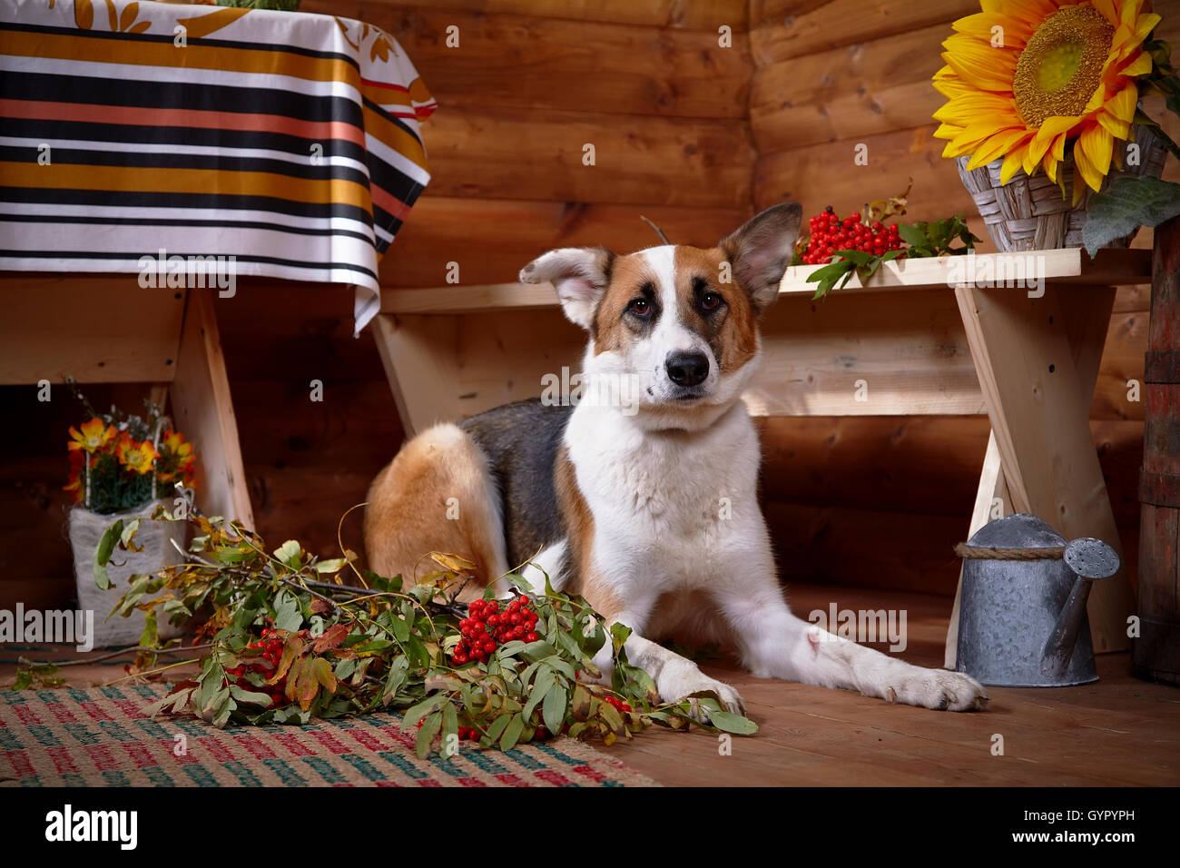 Dog with a mountain ash in the rural house Stock Photo - Alamy