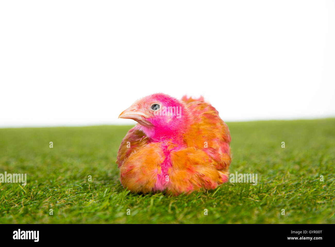 chicken chick hen pink painted on turf grass Stock Photo - Alamy
