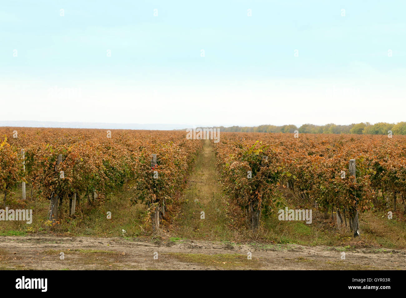 Automn view of the vineyard Stock Photo - Alamy