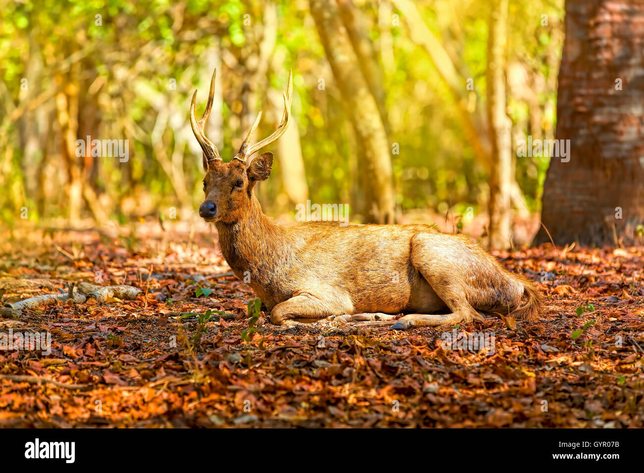Timor deer komodo national park hi-res stock photography and images - Alamy