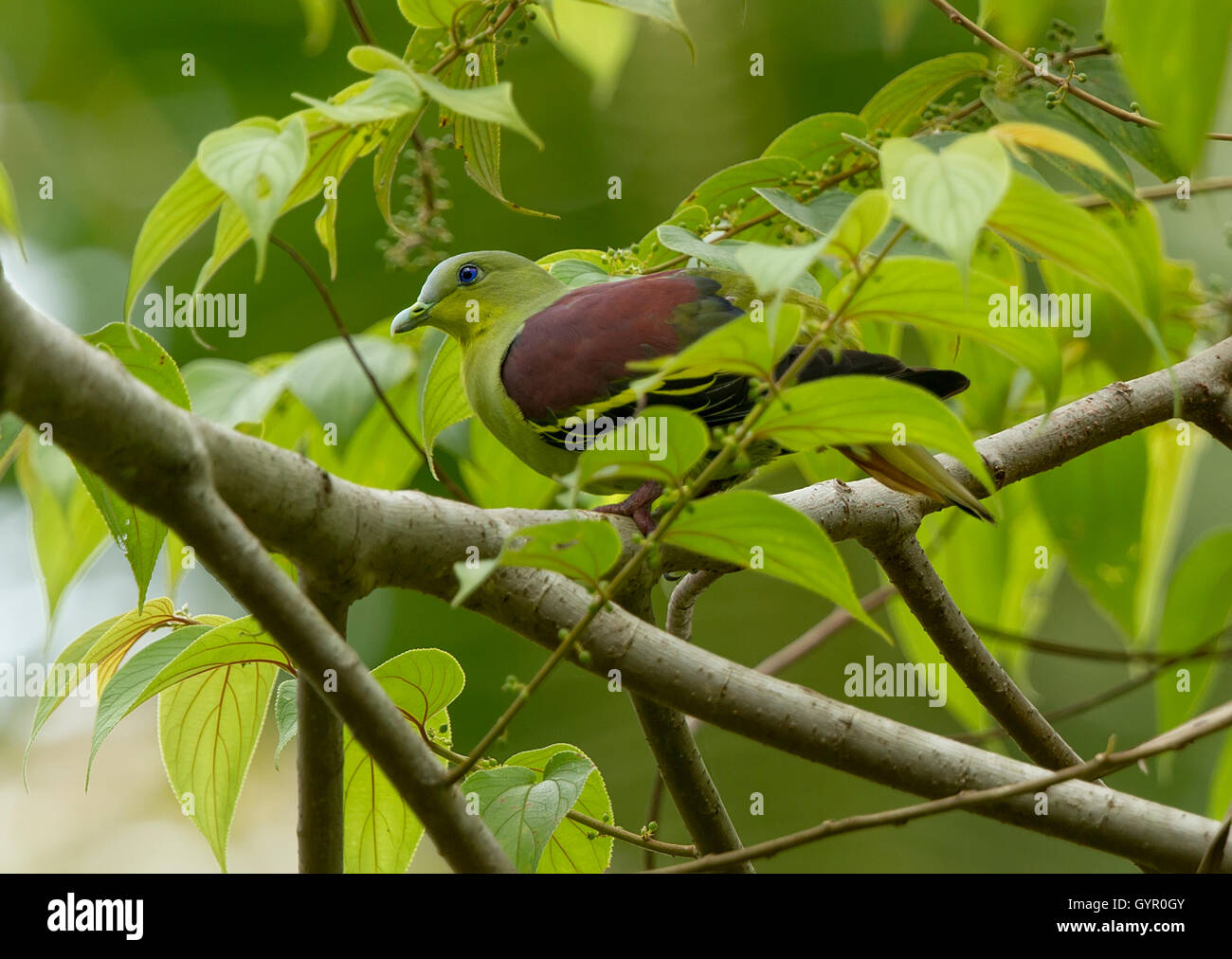The pompadour green pigeon is a pigeon complex in the genus Treron. It ...