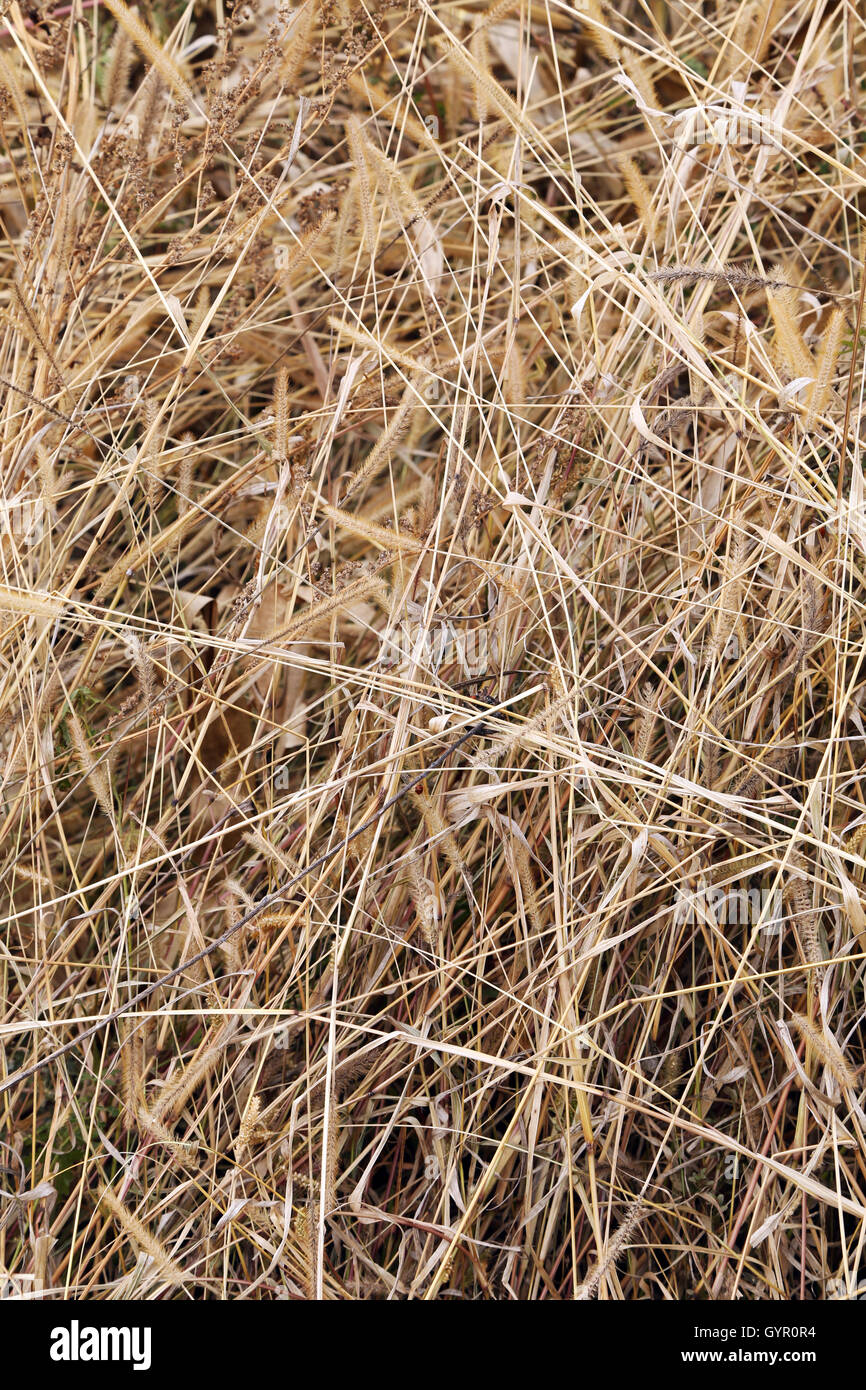 Long dry grass as background Stock Photo - Alamy