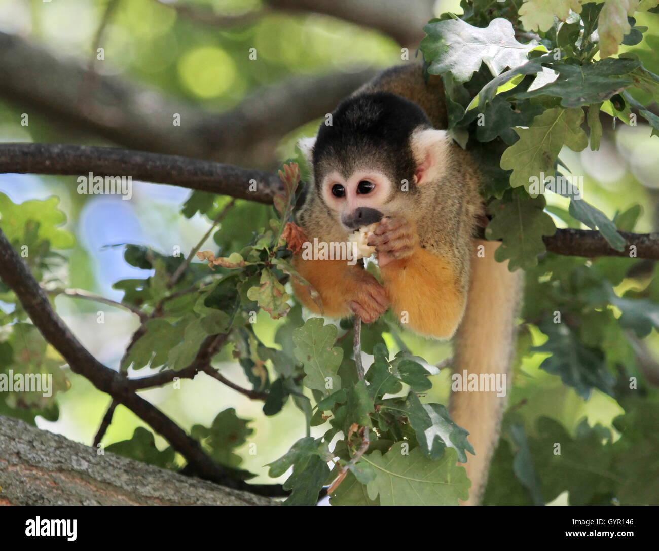 Squirrel monkey eating Stock Photo - Alamy