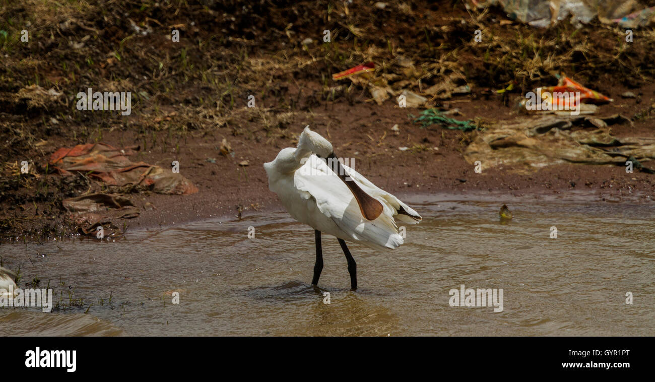 Eurasian Spoonbill, Platalea leucorodia, in the water, detail portrait ...