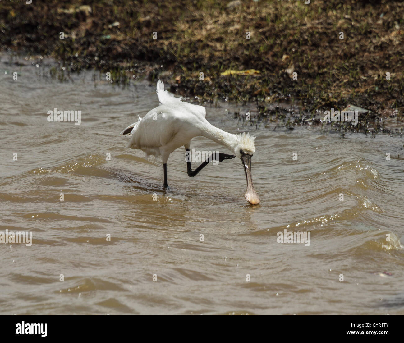 Eurasian Spoonbill, Platalea leucorodia, in the water, detail portrait ...