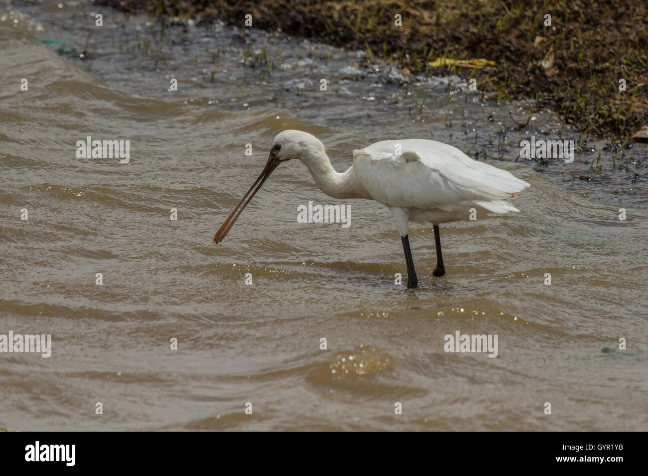 Eurasian Spoonbill, Platalea leucorodia, in the water, detail portrait ...