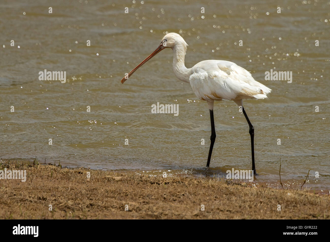Eurasian Spoonbill, Platalea leucorodia, in the water, detail portrait ...
