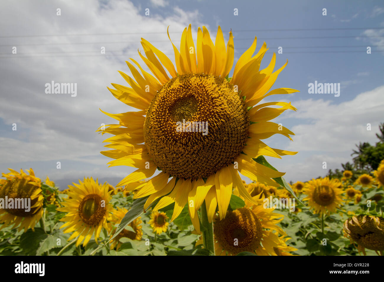 Sunflower farm with natural background. Sunflower blooming Stock Photo ...