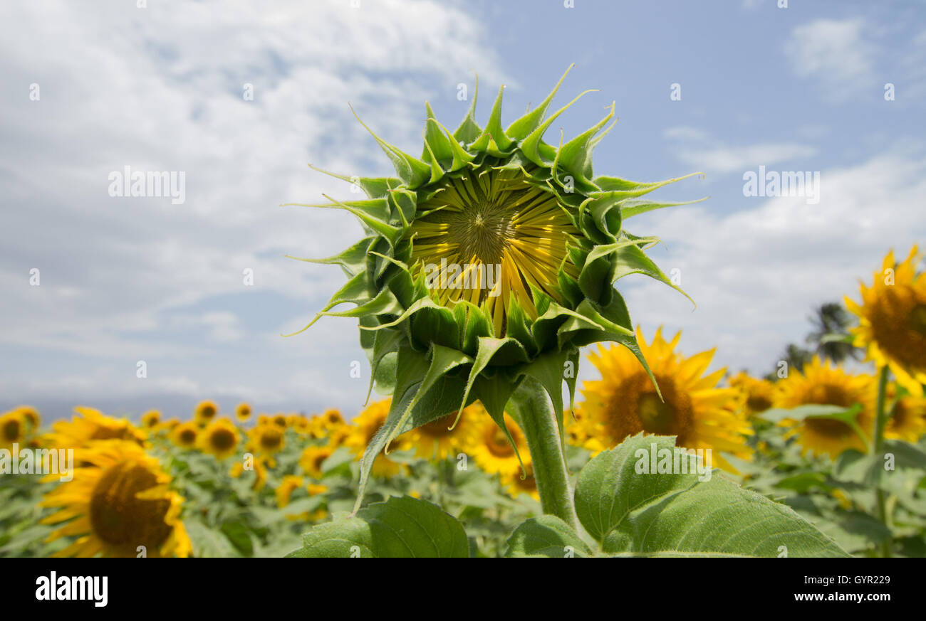 Sunflower farm with natural background. Sunflower blooming Stock Photo ...