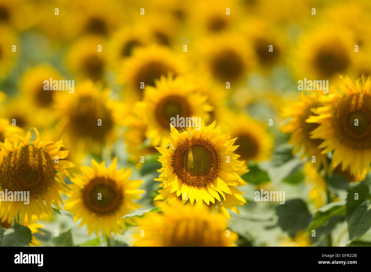 Sunflower farm with natural background. Sunflower blooming Stock Photo ...