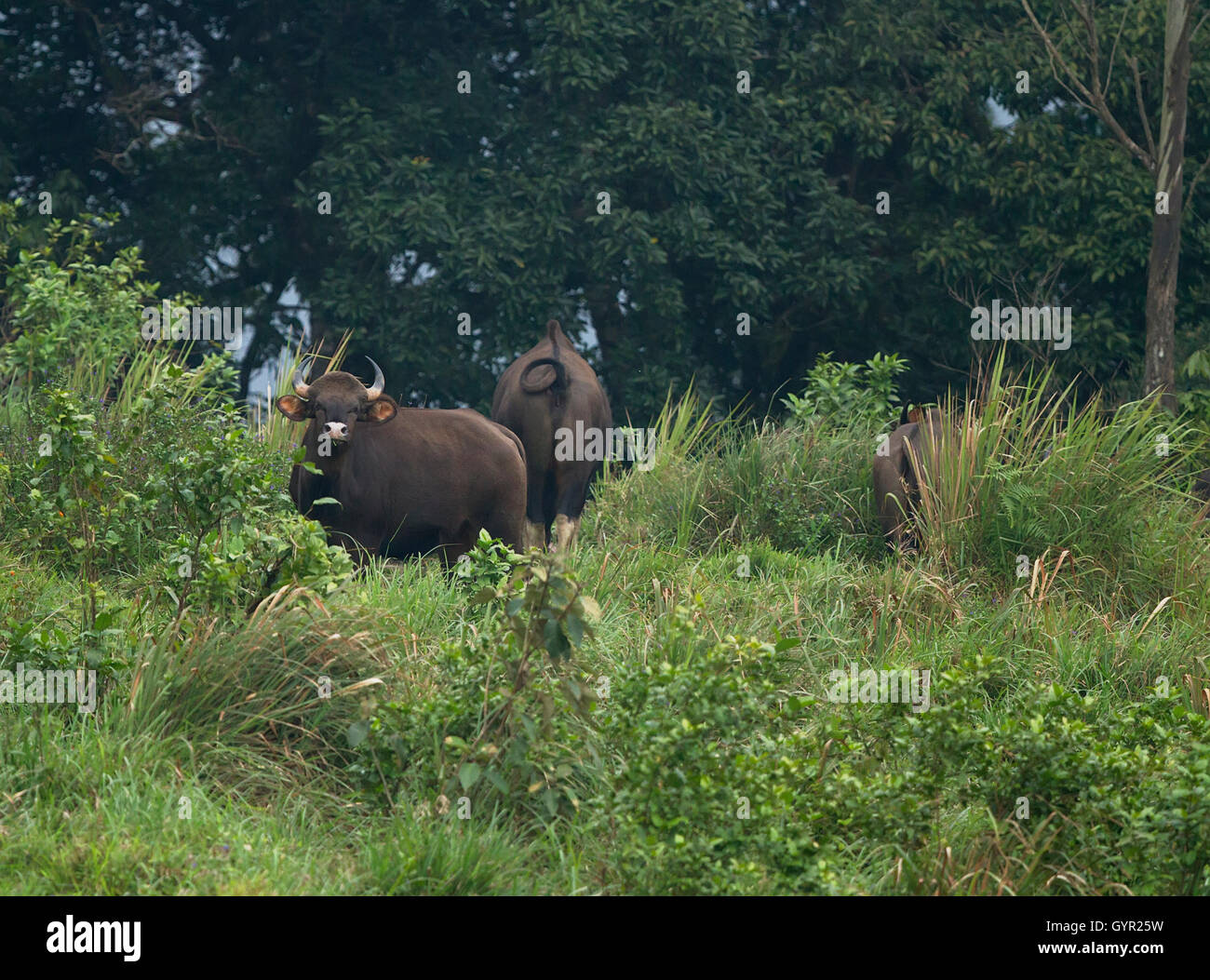 The Gaur family or the Indian Bison on the move Stock Photo - Alamy