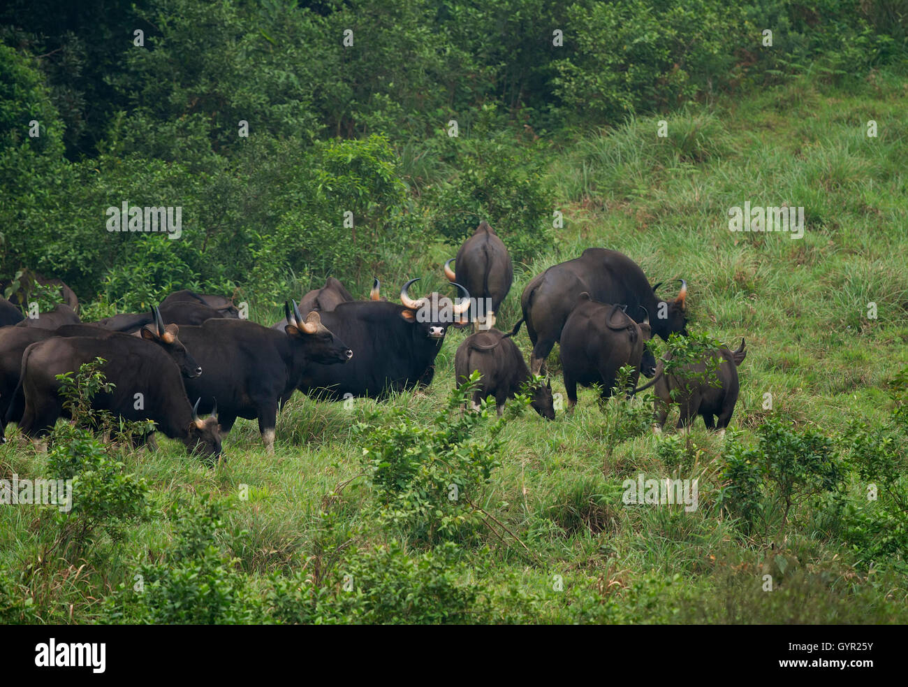 The Gaur family or the Indian Bison on the move Stock Photo - Alamy