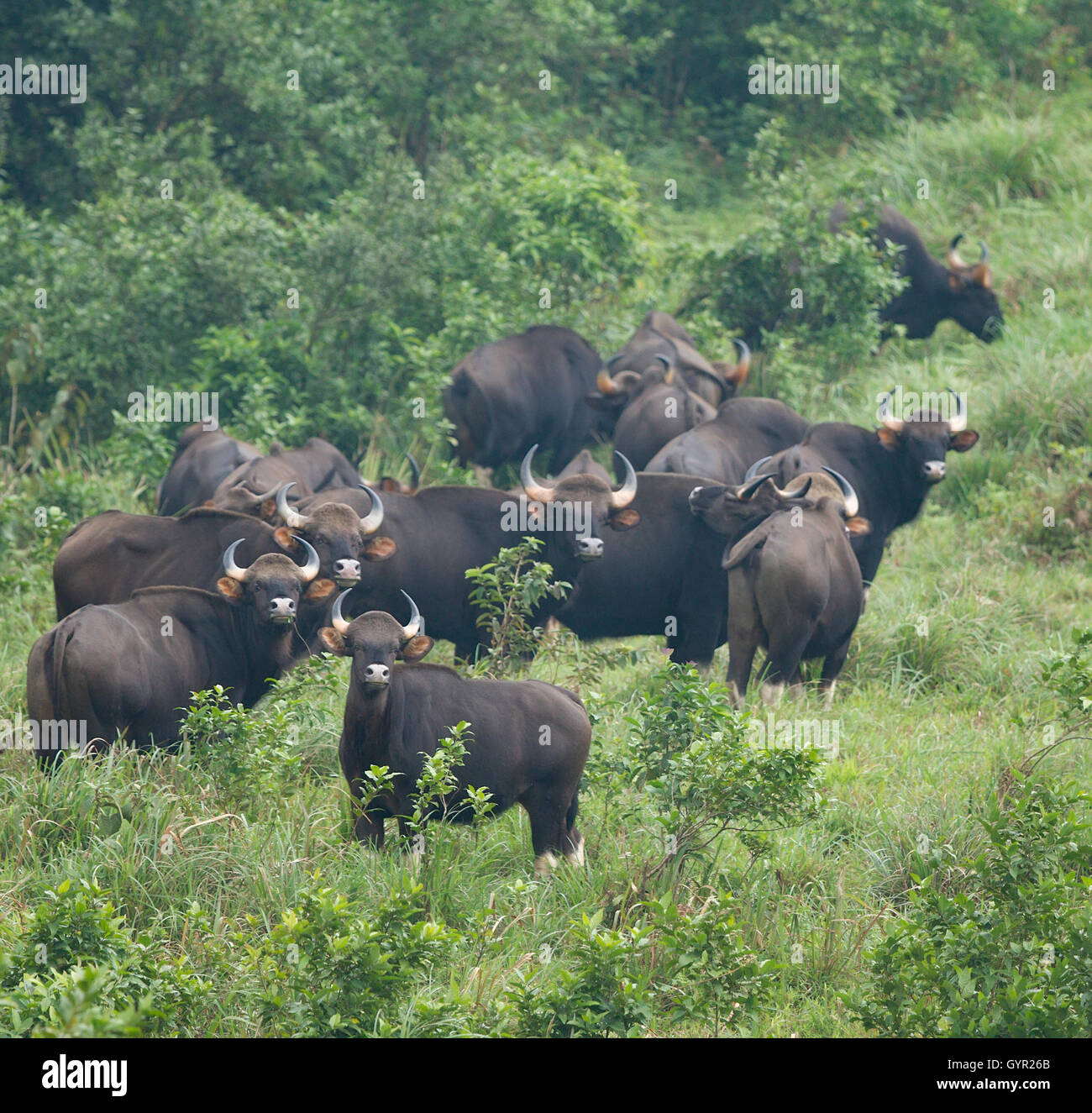 The Gaur family or the Indian Bison on the move Stock Photo - Alamy