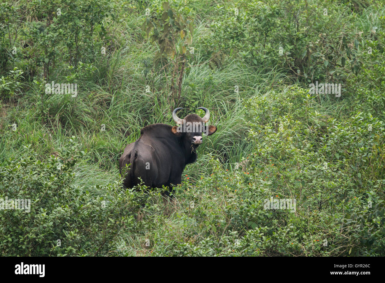 The Gaur or the Indian Bison on the move Stock Photo - Alamy