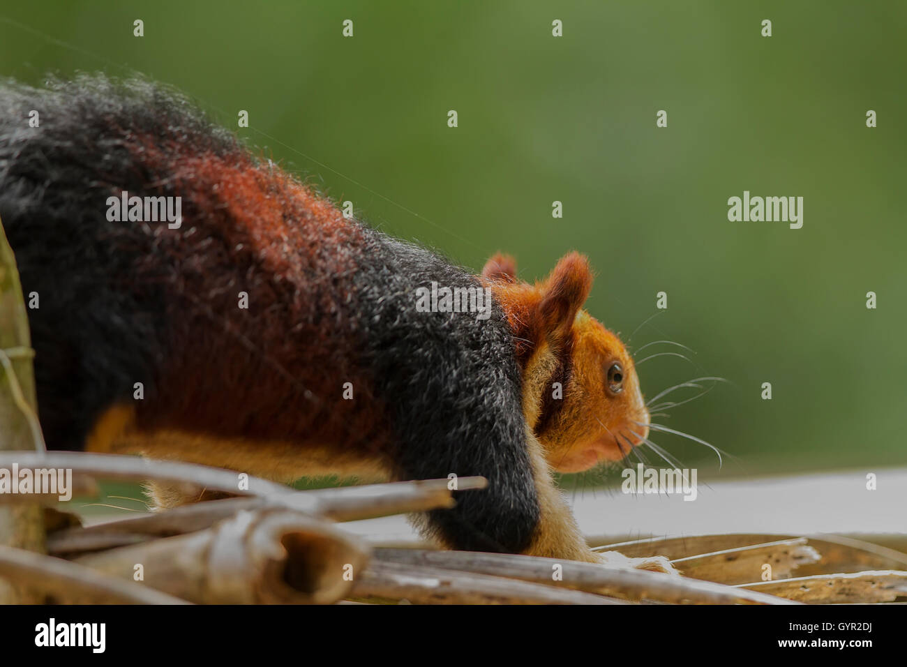 Malabar squirrel hi-res stock photography and images - Alamy